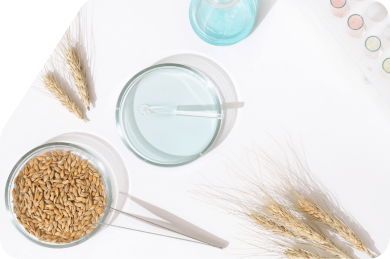 Progetto di Upcycling dal Grano | ChaNGe Ingredients